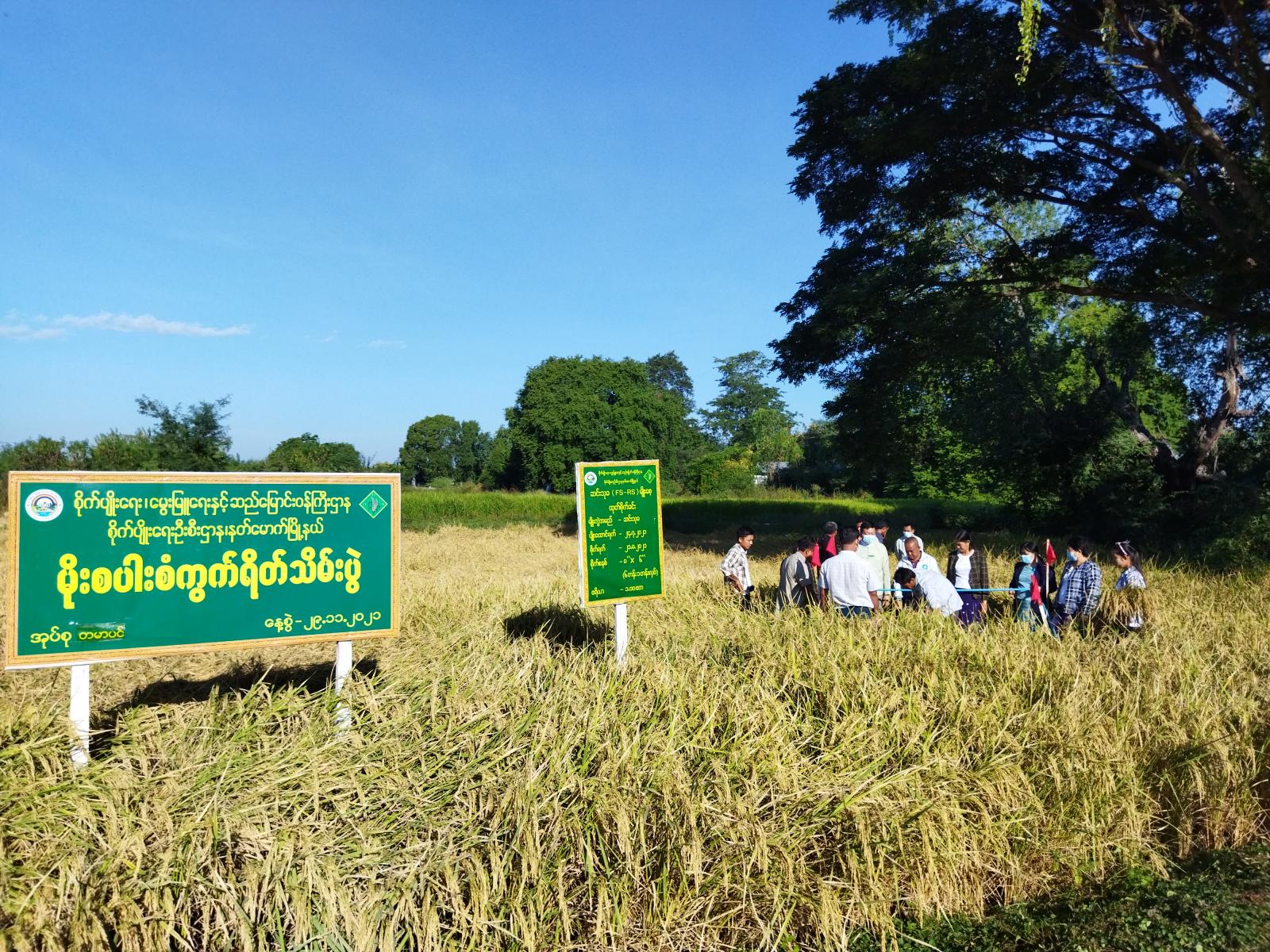 နတ်မောက်မြို့နယ်တွင် မိုးစပါးစံကွက် ရိတ်သိမ်းပွဲကျင်းပ Information And Public Relations Department